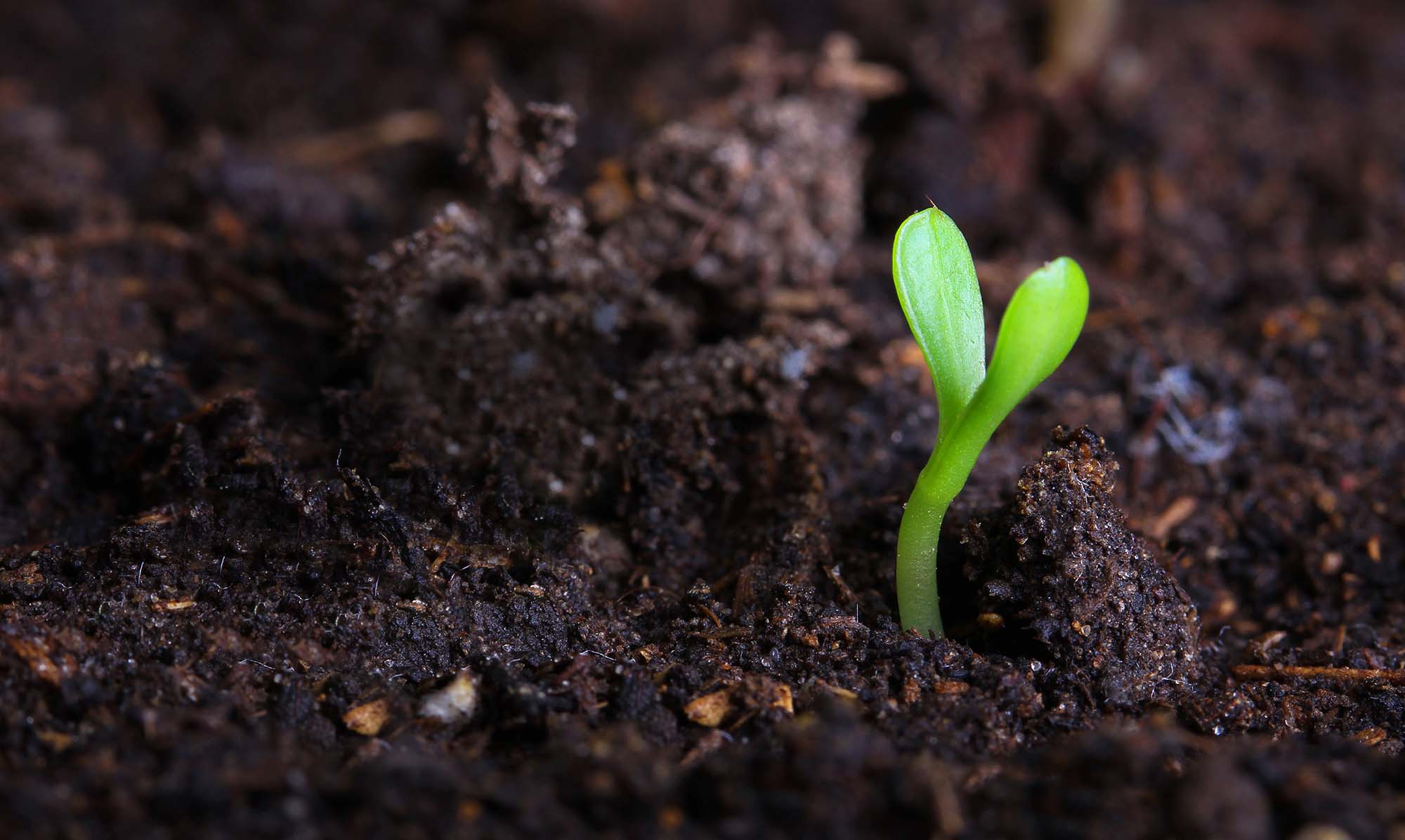 Biochar & plant soil from Swiss Biochar